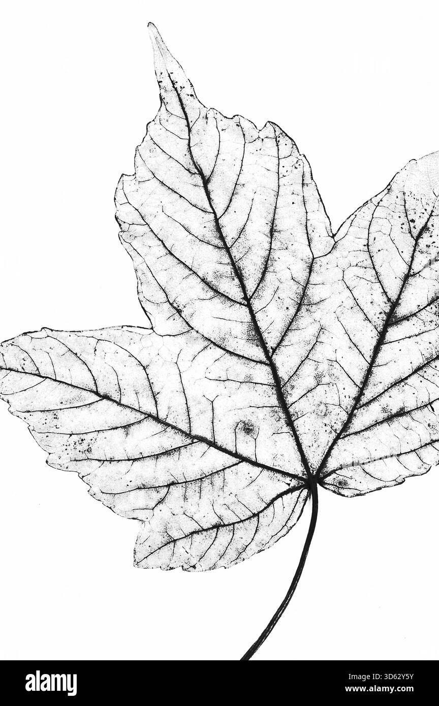 Leaf graphic Black and White Stock Photos & Images - Alamy