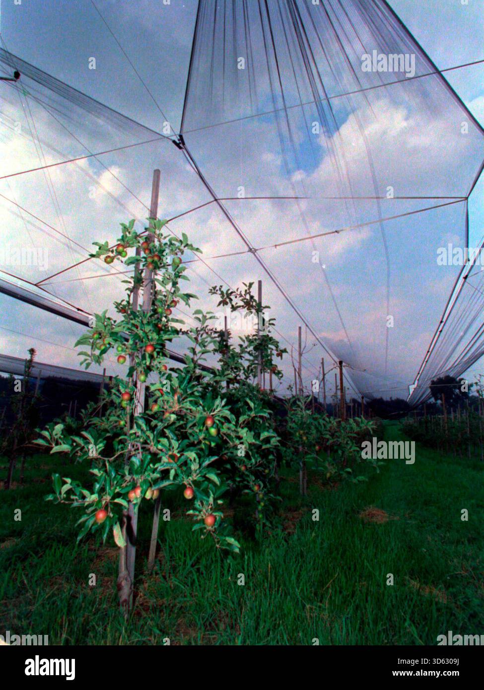 Hail protection in fruit growing, hail protection net in agriculture ...