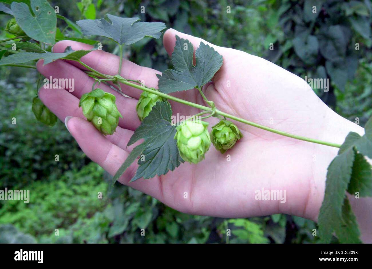 green hops and hop fruits for beer production in the summer green hops ...
