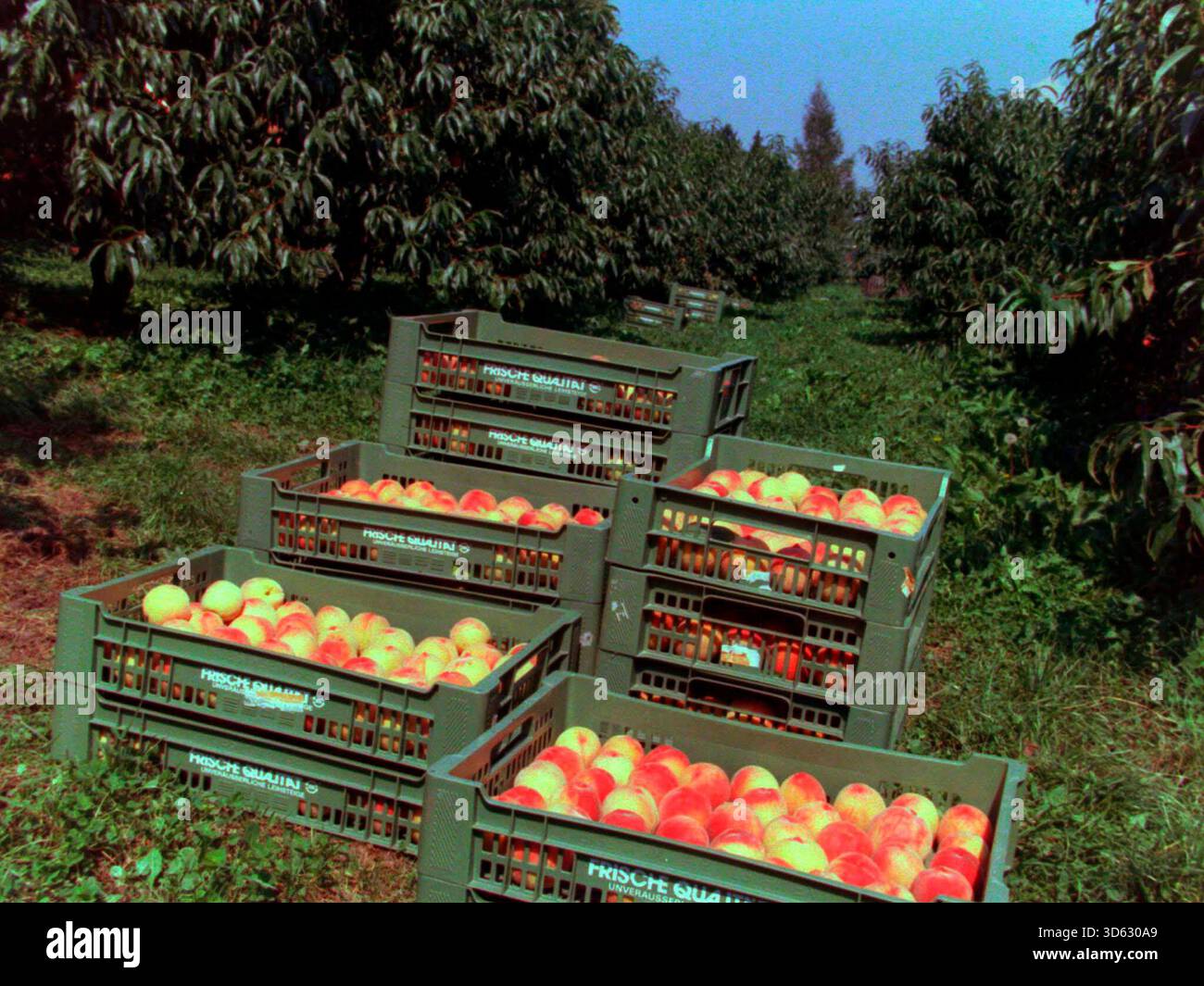 Peach harvest and storage in crates, fruit growing and agriculture ...