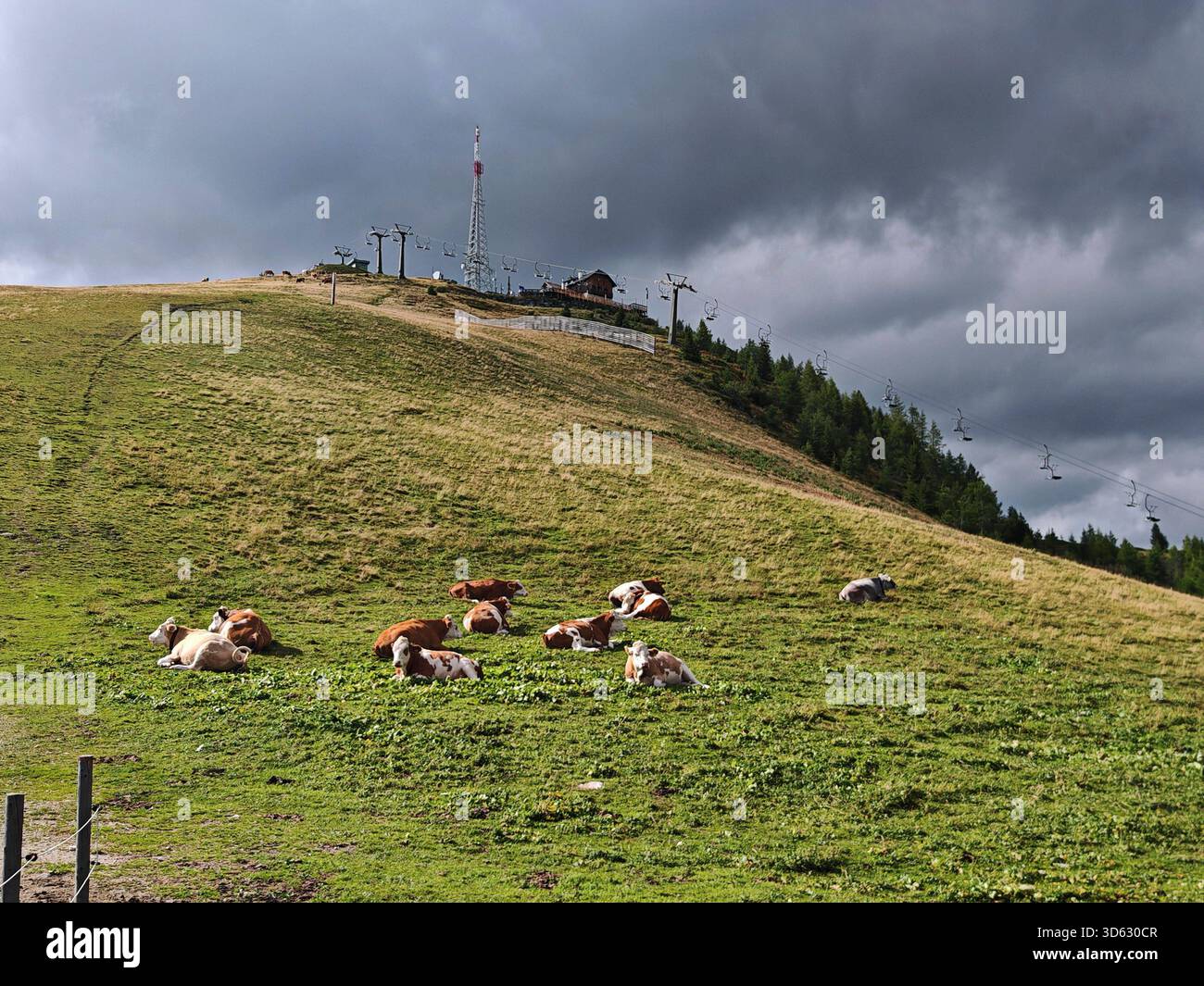 The cow is an animal, a ruminant, a domestic animal The cow is an ...