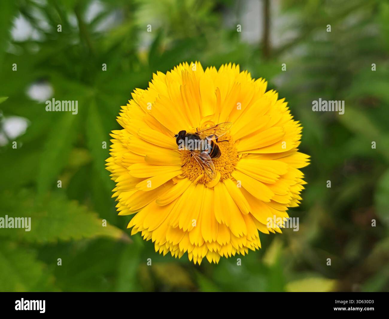 wild bees and a honeycomb, natural beehive of wild animals wild bees ...