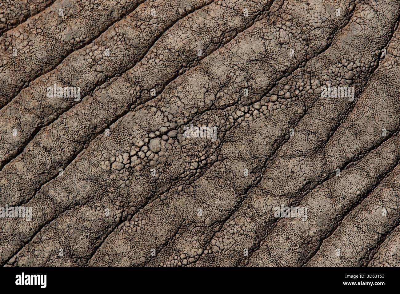 African elephant skin texture hi-res stock photography and images - Alamy