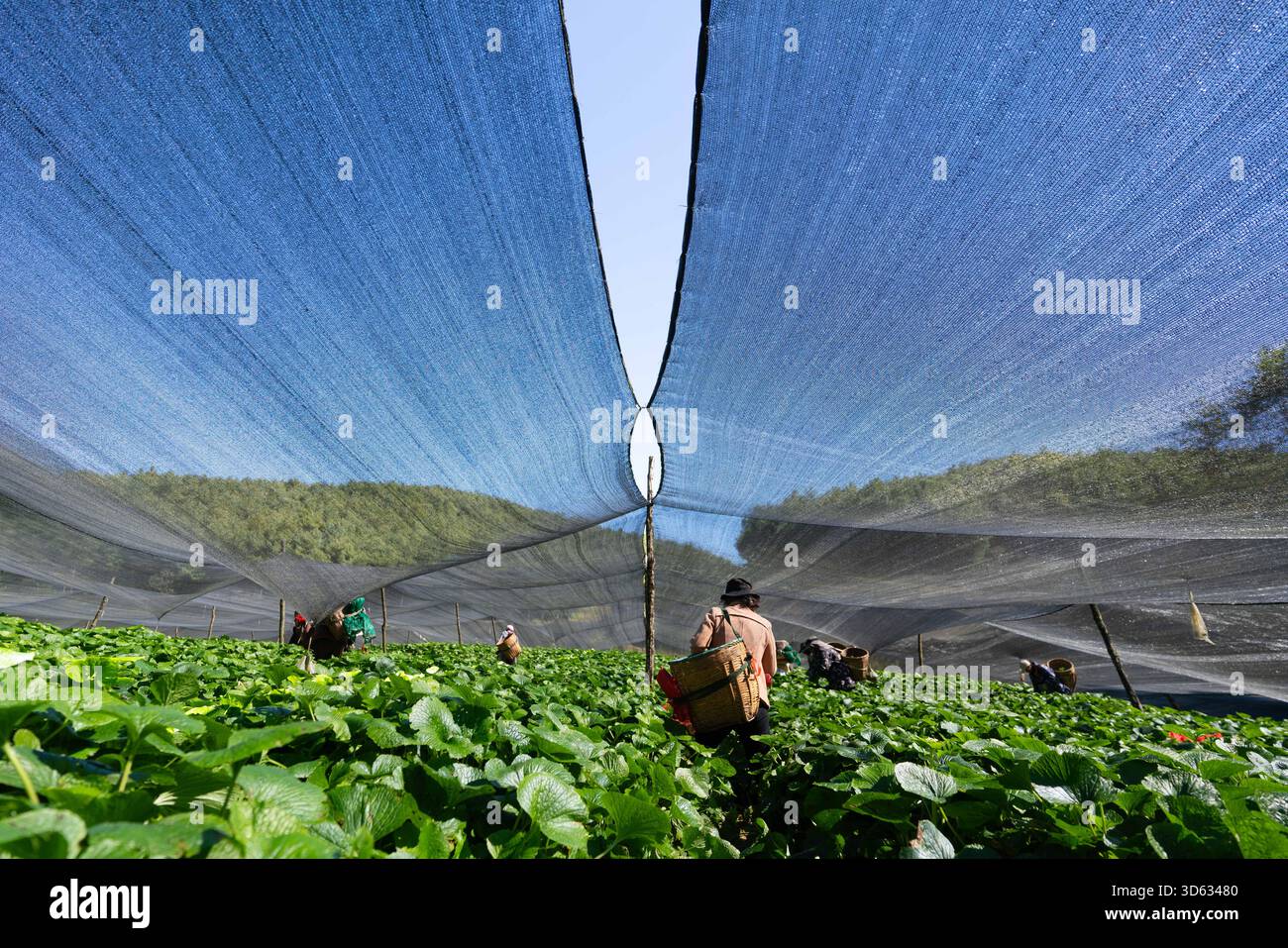 (251118) -- BAOSHAN, Nov. 18, 2025 (Xinhua) -- Farmers harvest wasabi ...