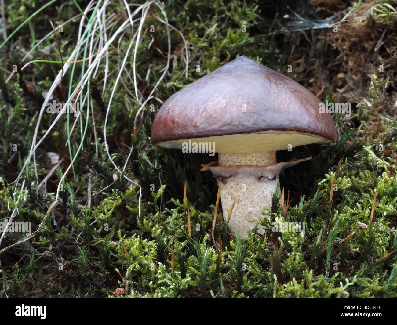 Butterpilz, Suillus luteus im Waldmoos *** Butter mushroom, Suillus ...