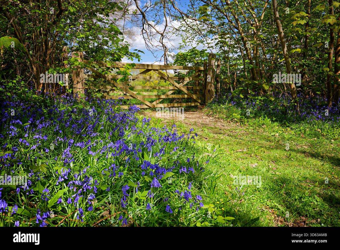 The gate from the Bluebell Woods in Kent England UK Stock Photo - Alamy