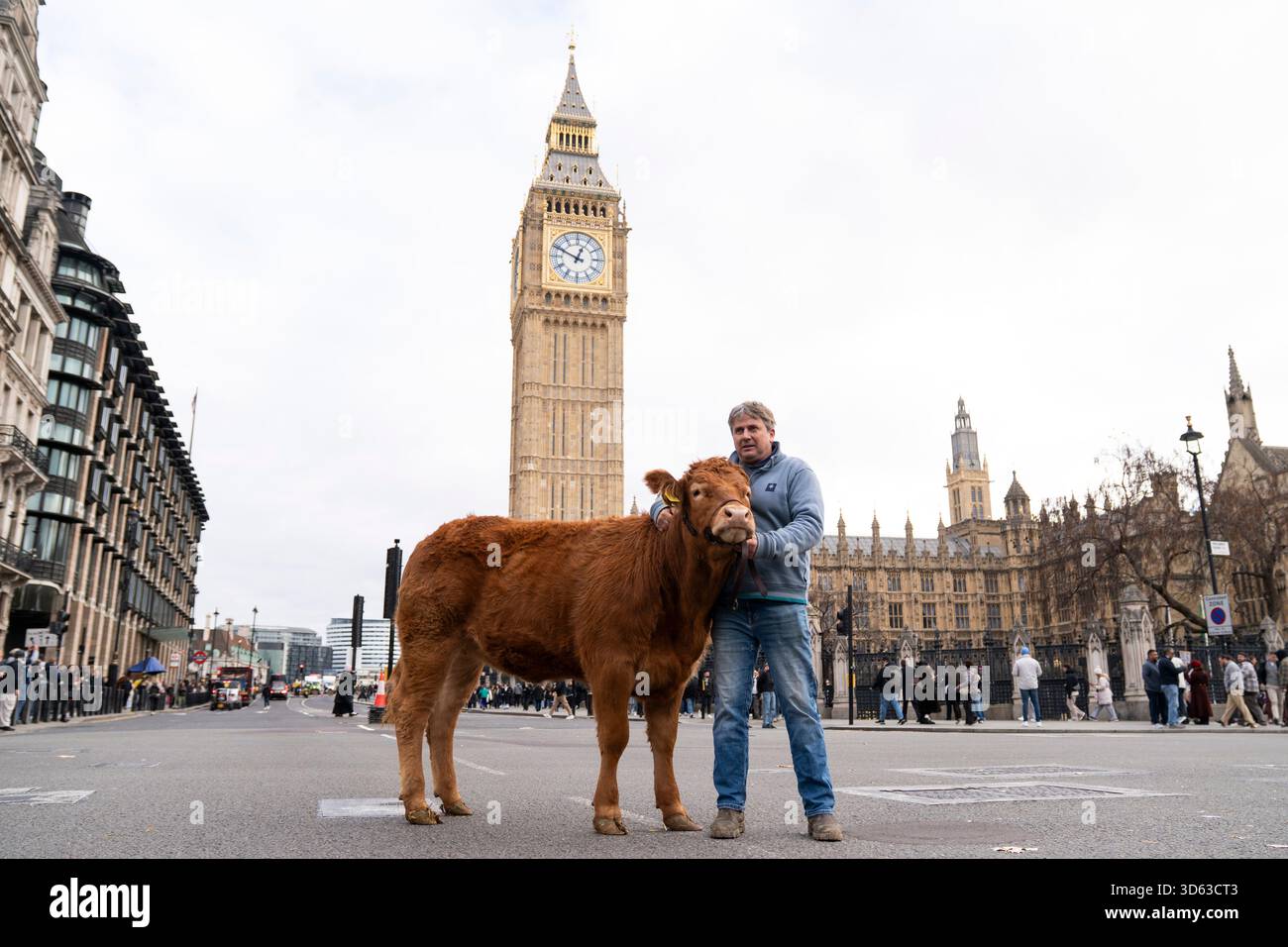Vicky, a Limousin heffer, during a farmers protest in Westminster ...