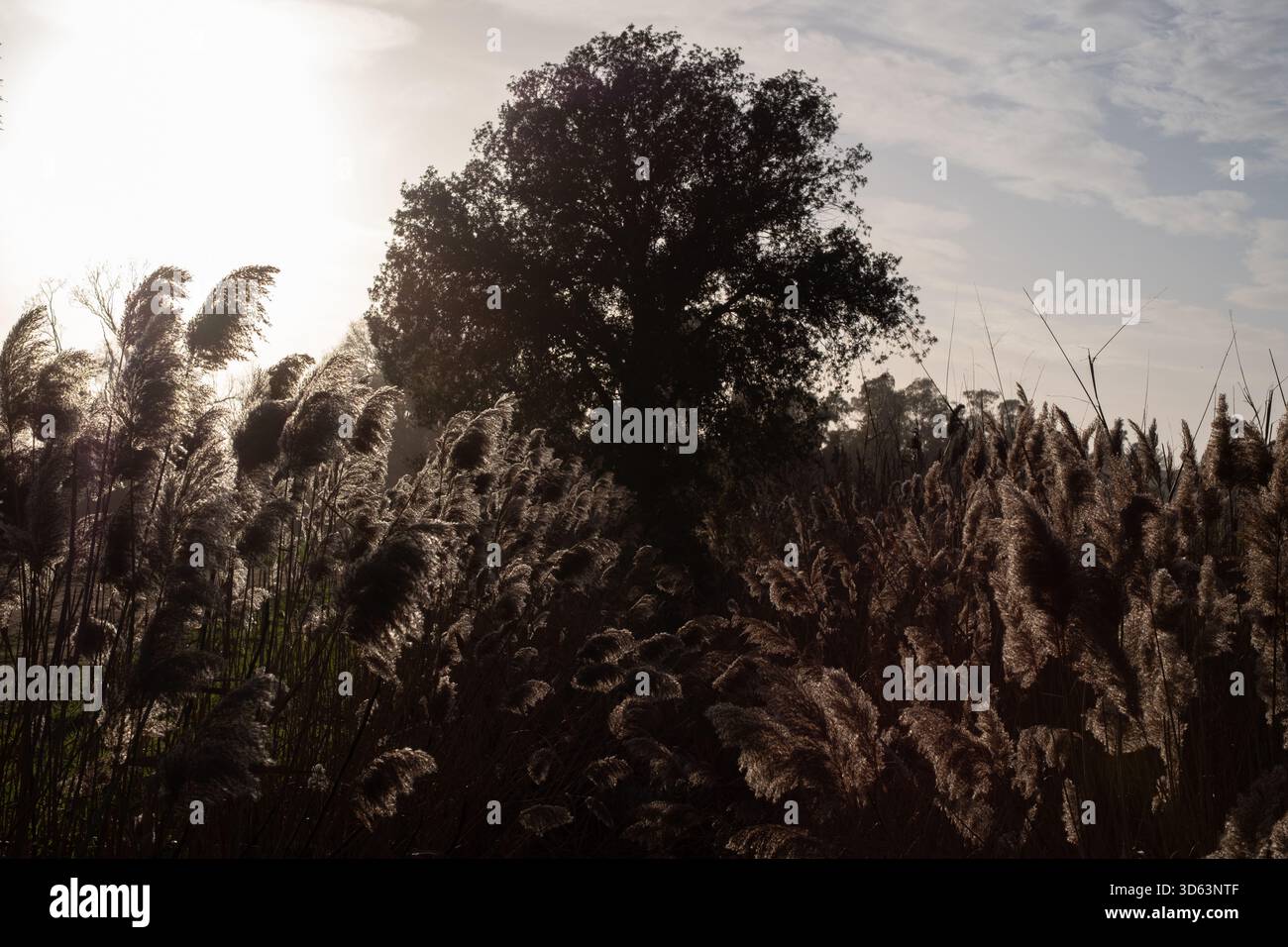 18th Nov 2025; Fogliano, Latina, Italy; Paesaggio, Landscape, Lago ...