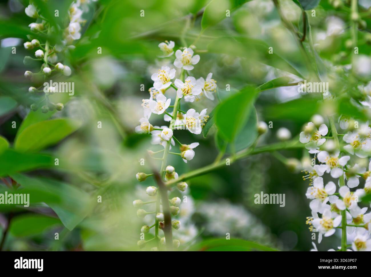Little white cute flowers hi-res stock photography and images - Alamy