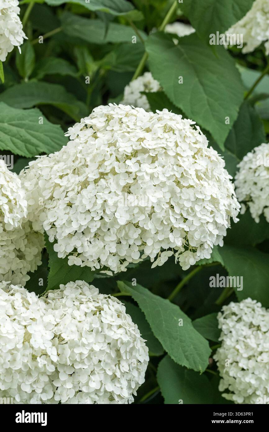 Schneeball Hortensie Annabell