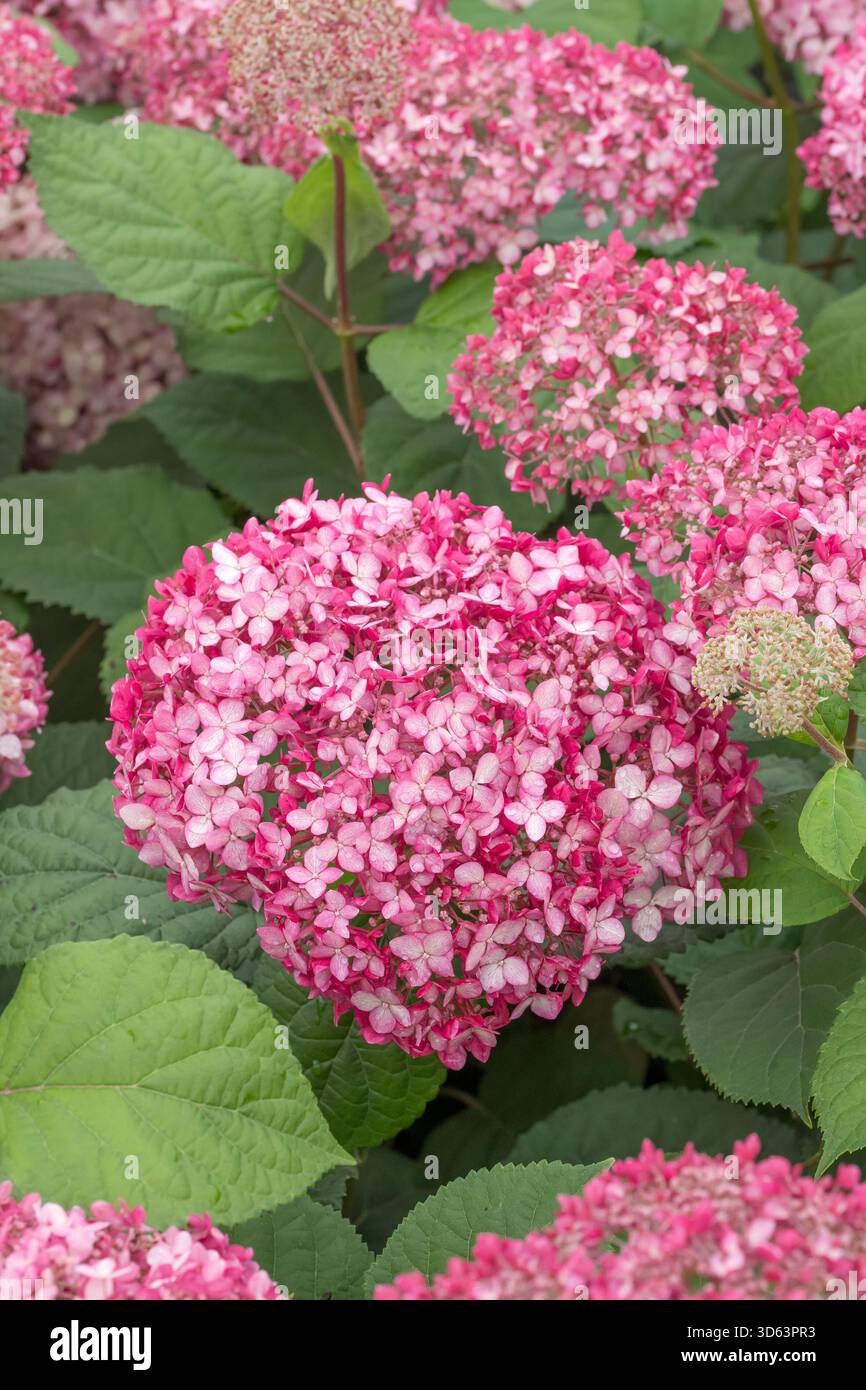 Schneeball Hortensie Annabell