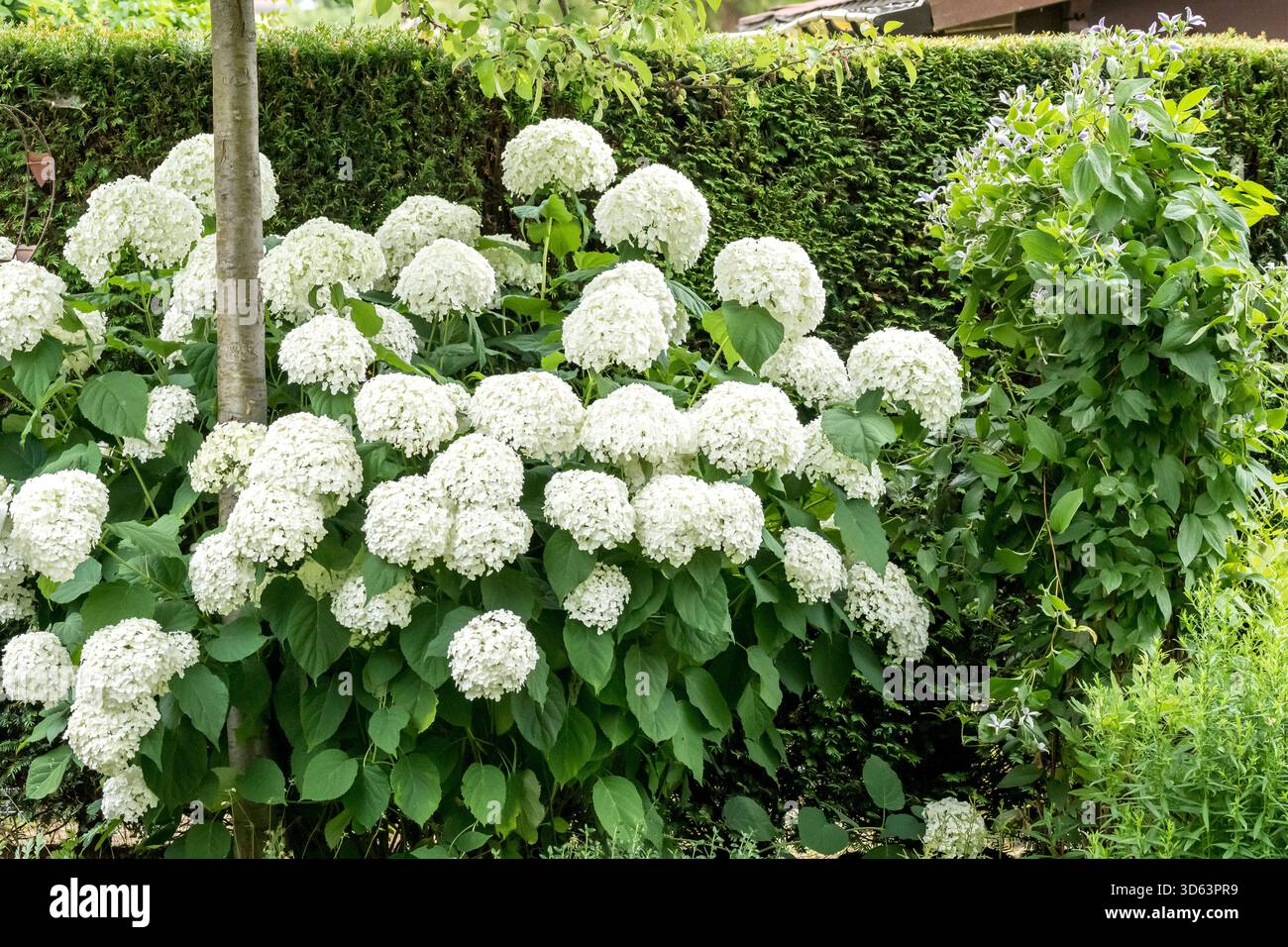 Schneeball-Hortensie, Hydrangea arborescens STRONG ANNABELLE Stock ...