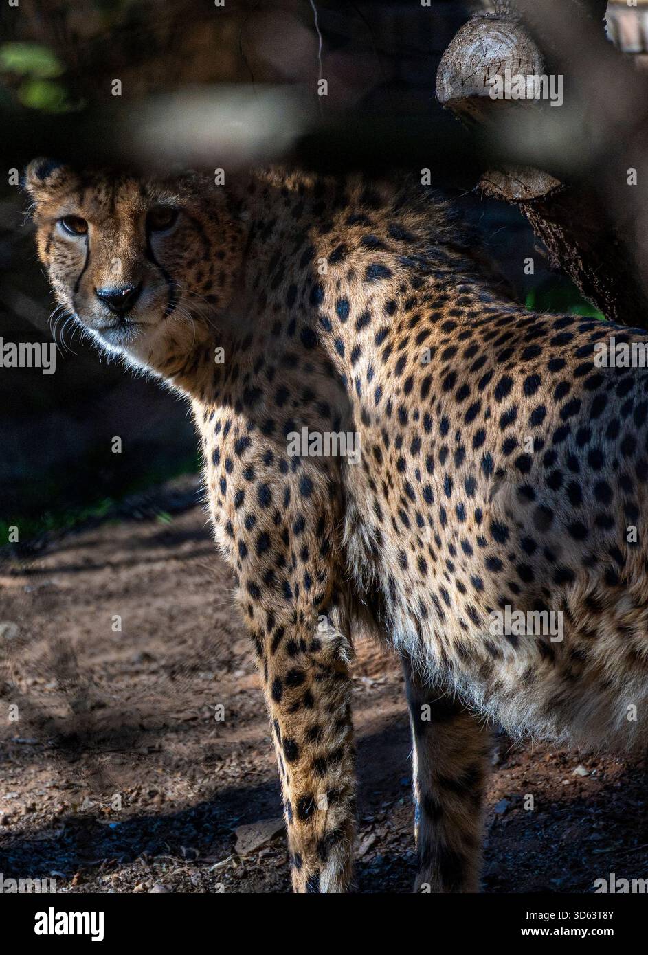 Cheetahspot hi-res stock photography and images - Alamy