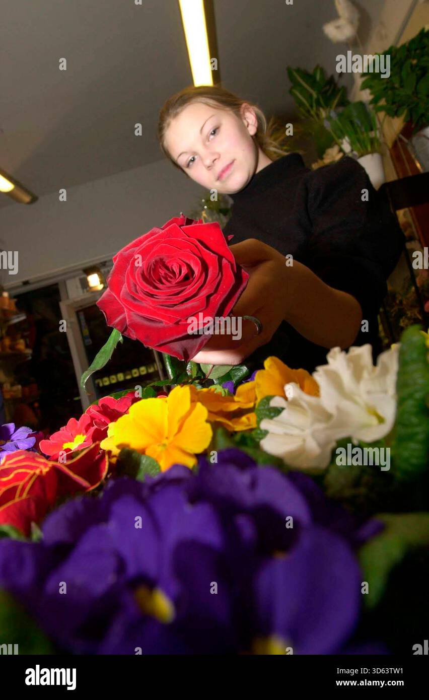 Rose flowering plant without thorns used as a ornamental plant Rose ...