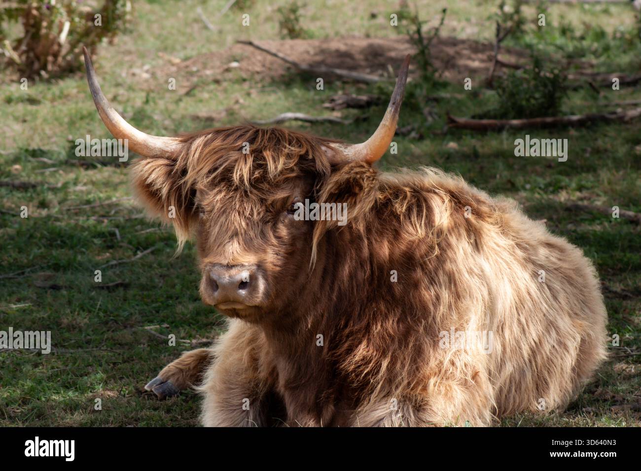 A shaggy Highland cow rests peacefully in the grass, its long horns and ...