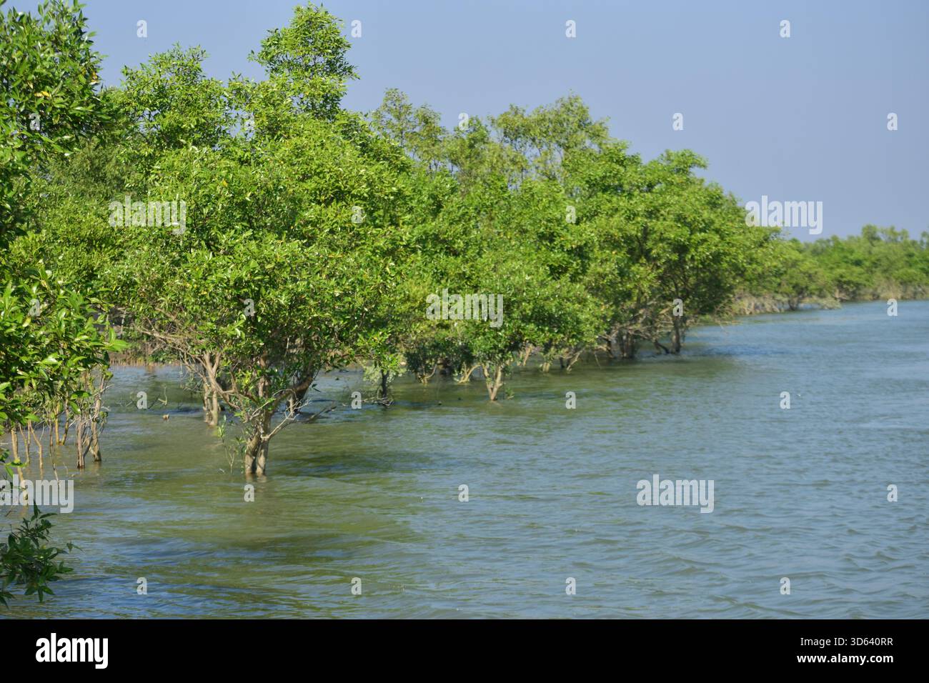 Sonadia Mangrove Forest - Coastal Ecosystem of Bangladesh Rich in ...
