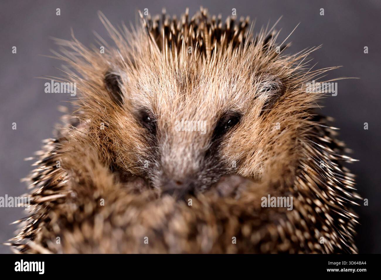 Schlafphase hi-res stock photography and images - Alamy