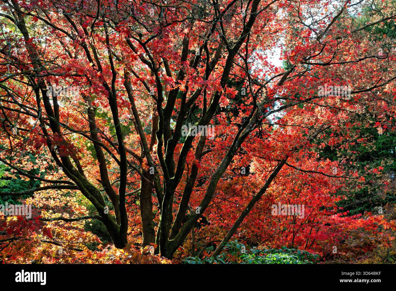 Foliage of trees and shrubs in various stages of autumnal colours ...