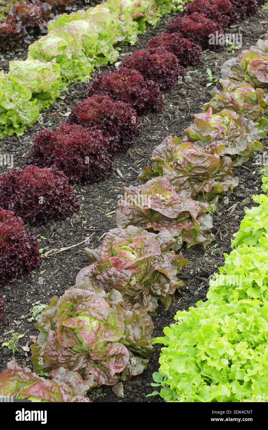 Rows of red and green lettuce types growing in a vegetable garden ...