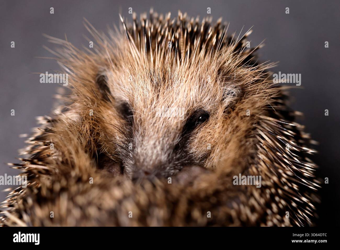 During hibernation, animals lower their metabolism and body temperature ...