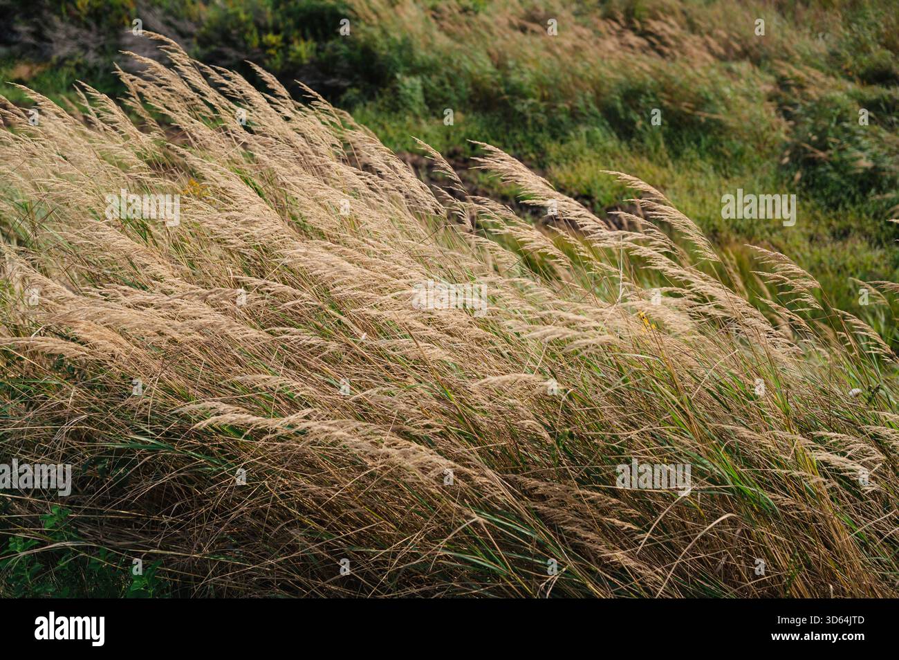 Nature along the Atlantic view trail, Lawrencetown Beach Provincial ...