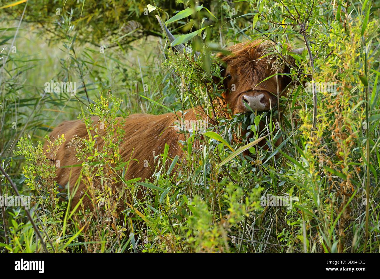 Highland cattle (Bos taurus taurus) in Shinkelbos park near Amsterdam ...
