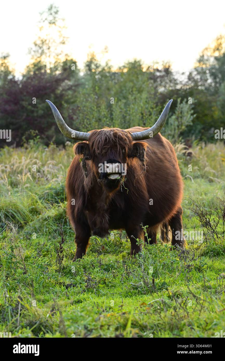 Highland cattle (Bos taurus taurus) in Shinkelbos park near Amsterdam ...