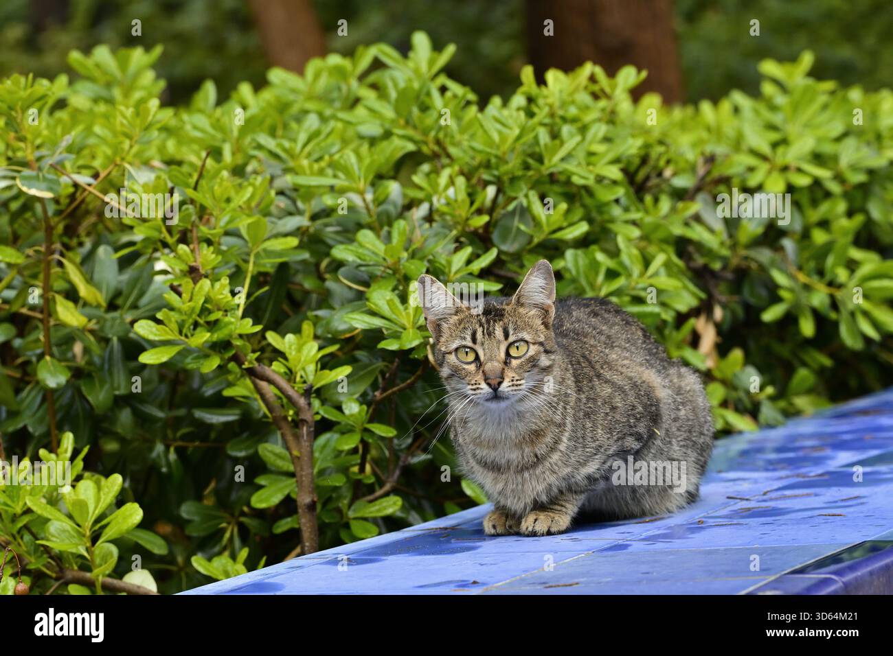 Stray cat in Maria Luisa Park, Seville Spain Stock Photo - Alamy