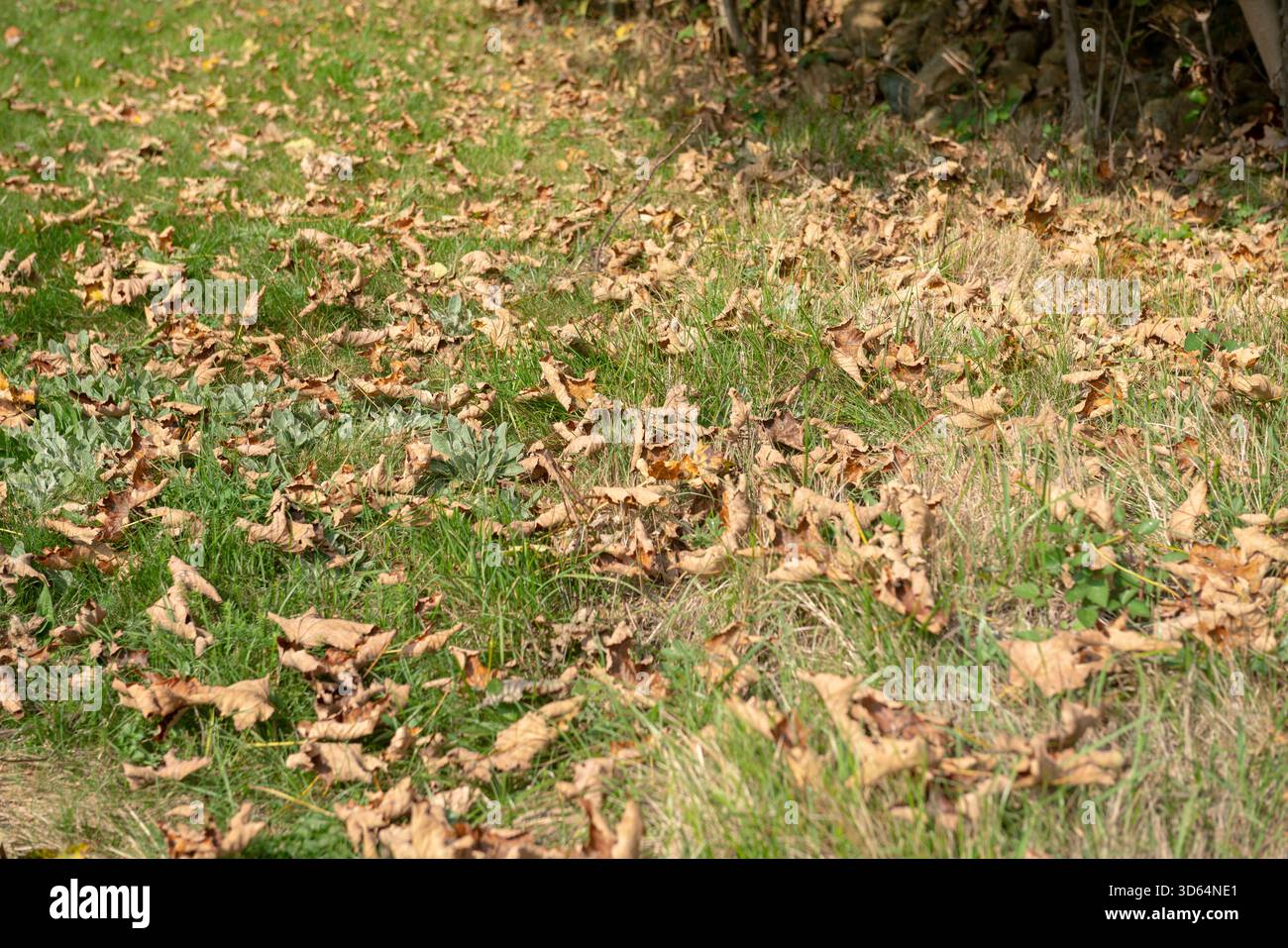 Warm-toned autumn leaves scattered on the ground in a natural setting ...