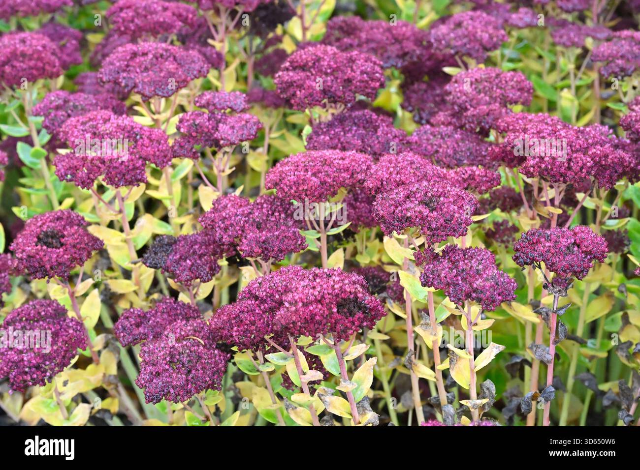 Deep purple pink fading autumn flowers of Hylotelephium Herbstfreude ...