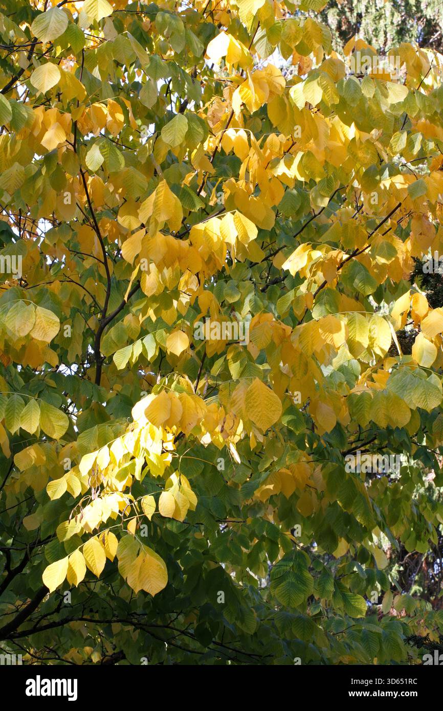 Cladrastis fragrans hi-res stock photography and images - Alamy