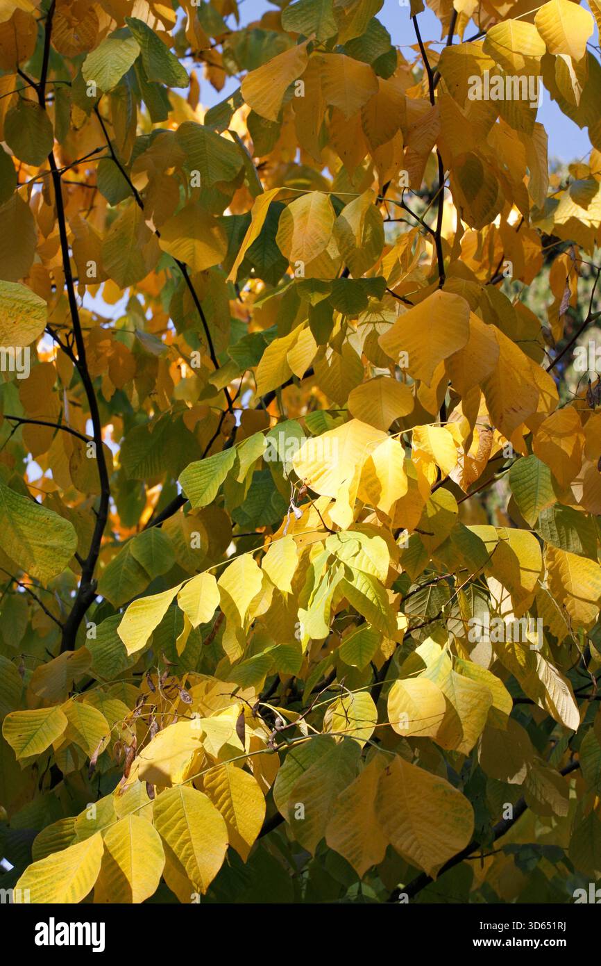 Cladrastis kentukea - America. Autumn colours and seed pods Stock Photo ...