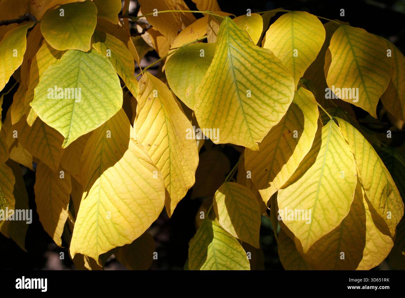 Cladrastis kentukea - Yellowwood. Kentucky yellowwood or American ...