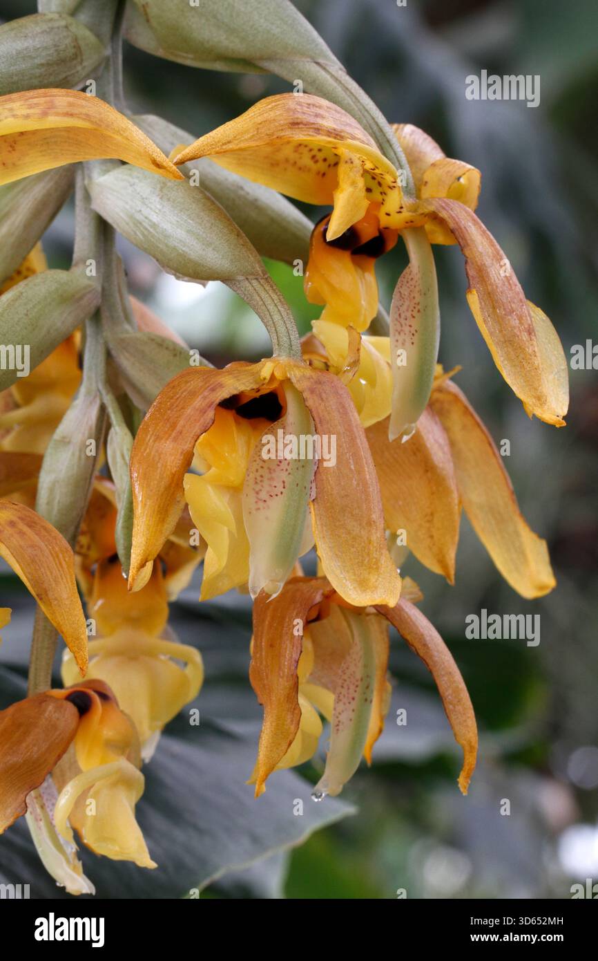 Stanhopea orchid south america hi-res stock photography and images - Alamy