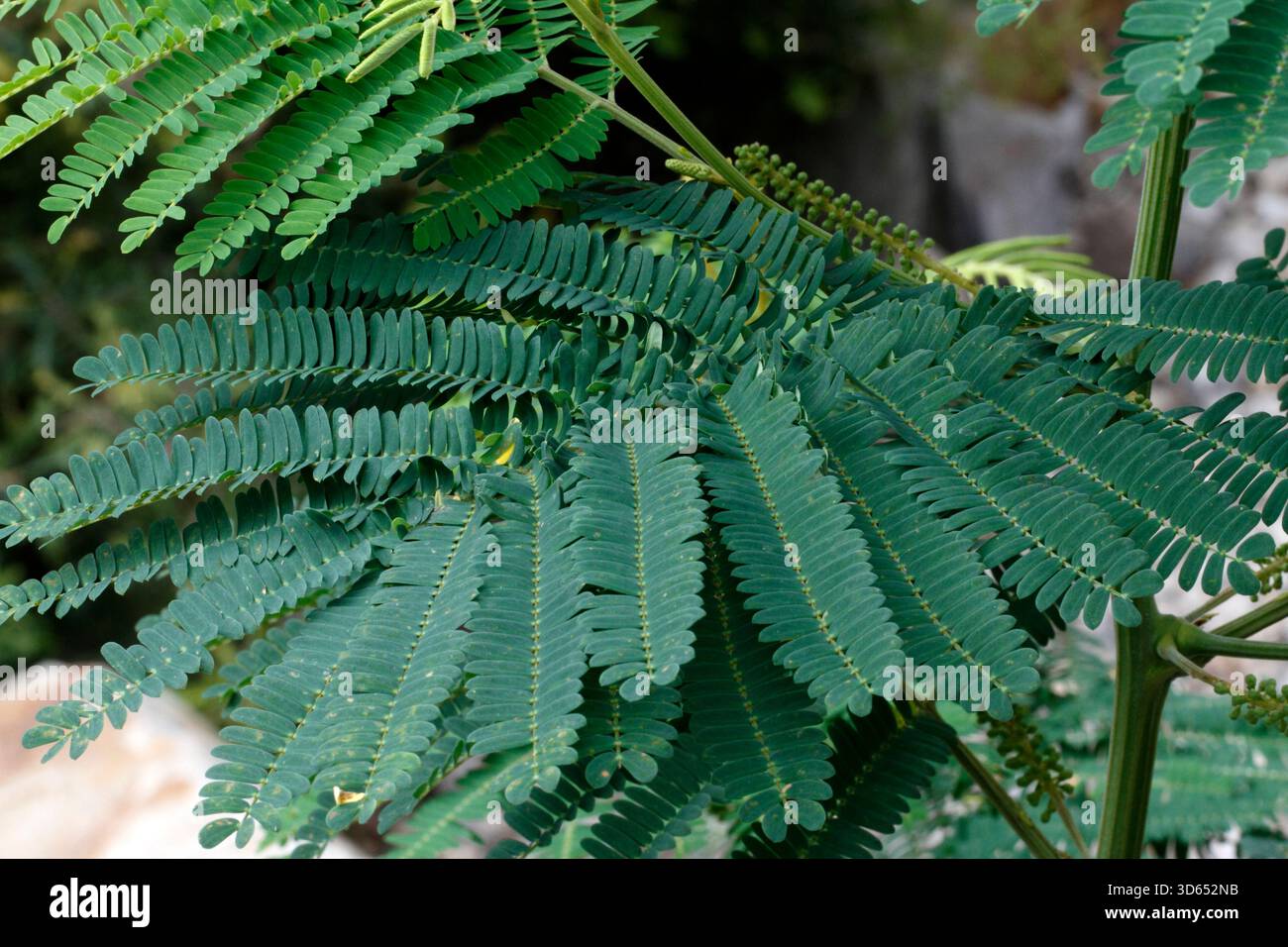 Paraserianthes lophanta - leaves Stock Photo - Alamy