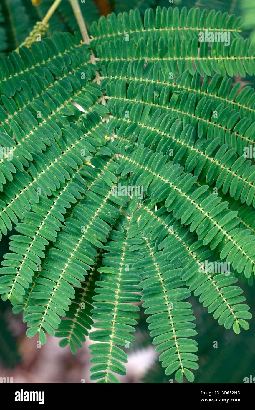 Paraserianthes lophanta - leaves Stock Photo - Alamy