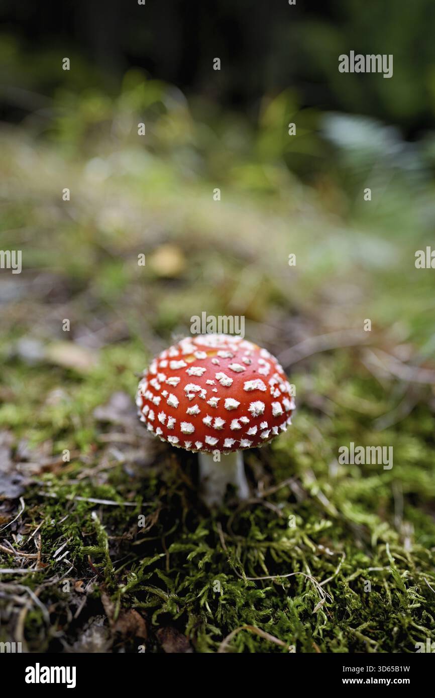 Poisonous toadstool (Amanita muscaria), in meadow, Chamonix, France ...