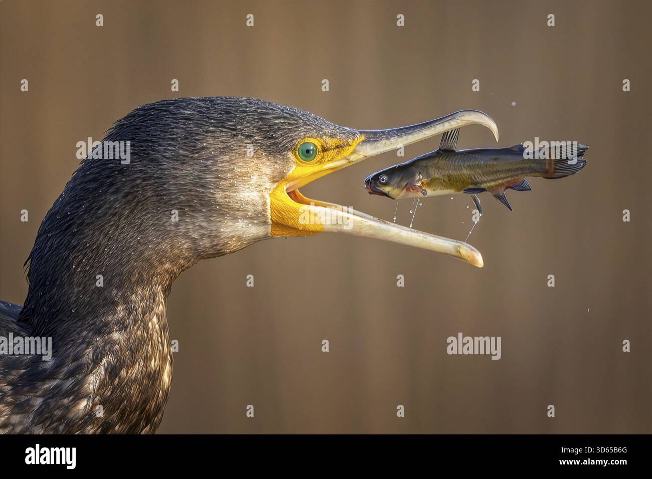Cormorant (Phalacrocorax carbo) with catfish as prey, hunting, fishing ...