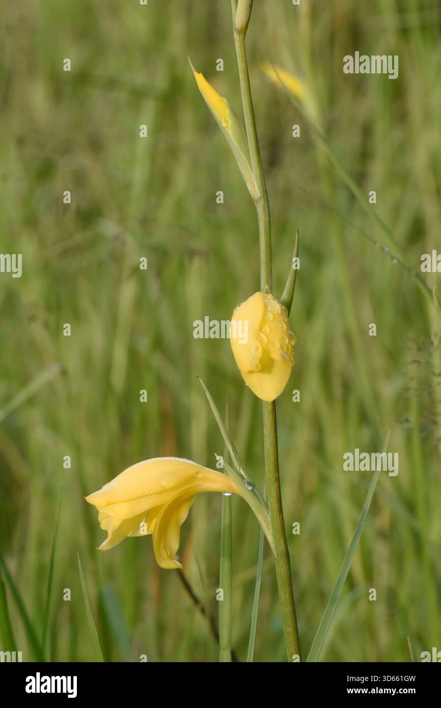 Ein Blume mit gelber Kelchen wächst auf einer Feuchtwiese bei den ...