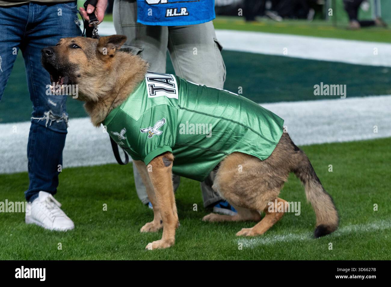 Tambo, a retired explosive detection K-9 who's currently battling ...