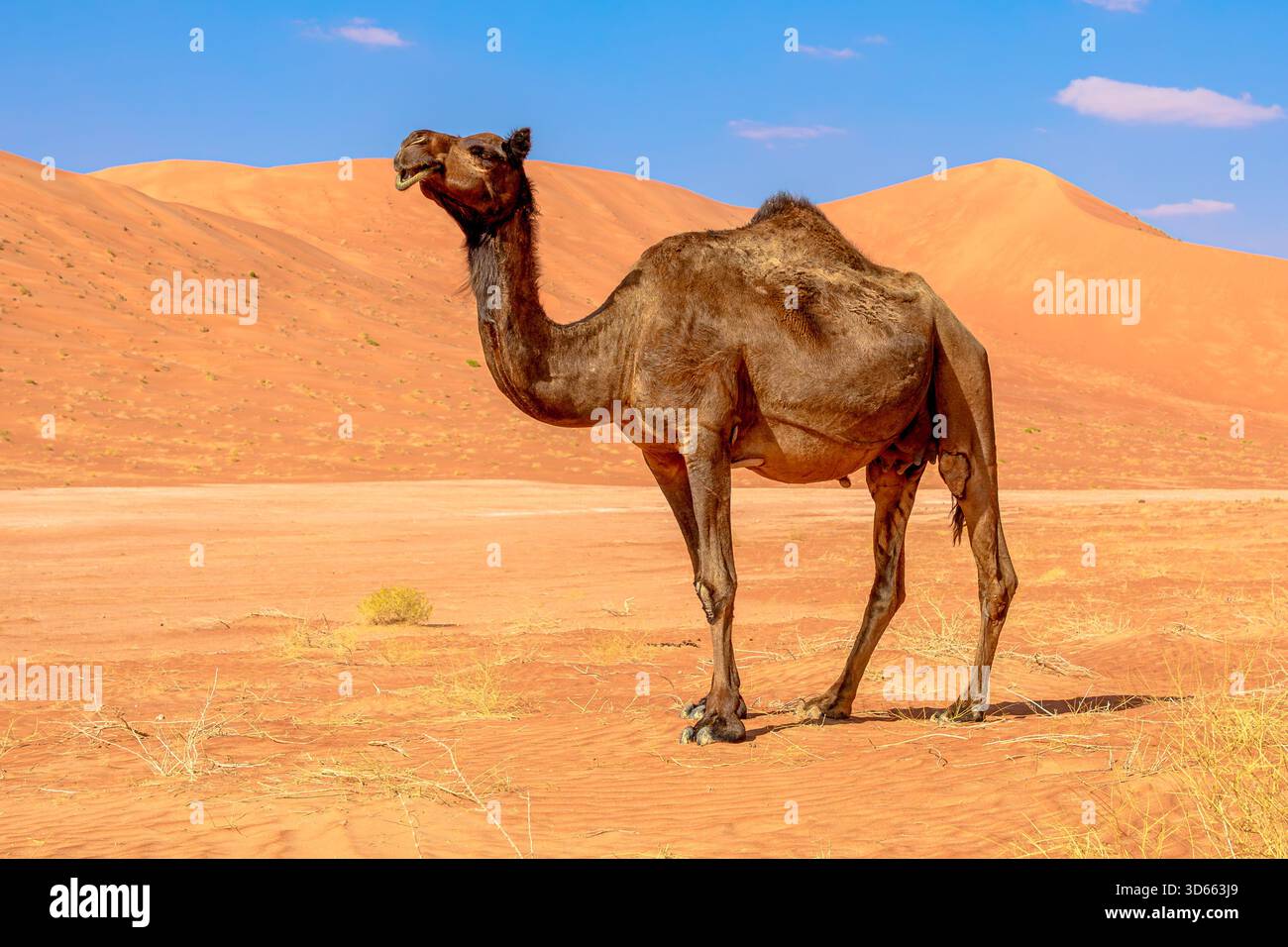 Black camels of Oman are prized for their beauty and speed They grace ...