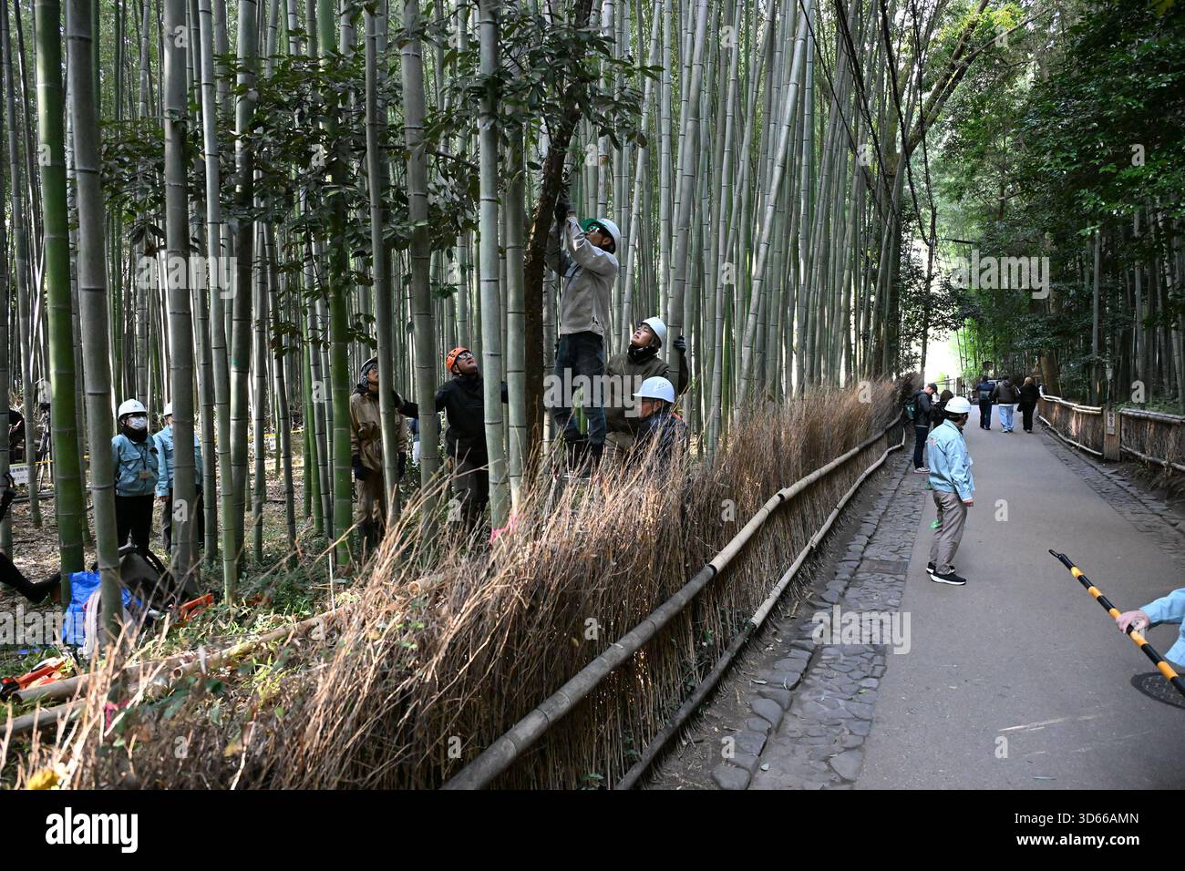 Bamboo trees slated for trial felling on November 19, 2025, along the ...