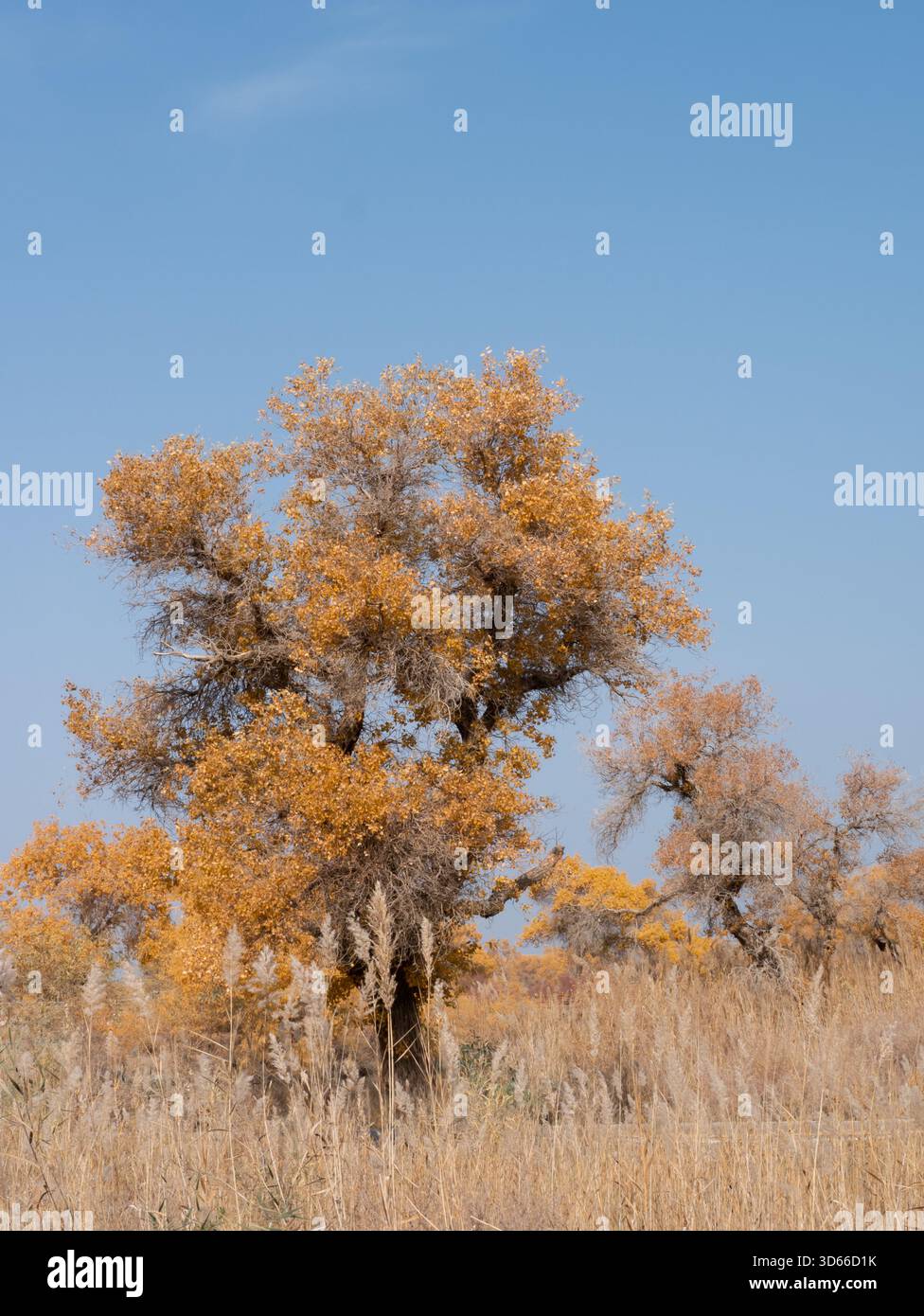 Poplar trees in taklamakan desert hi-res stock photography and images ...