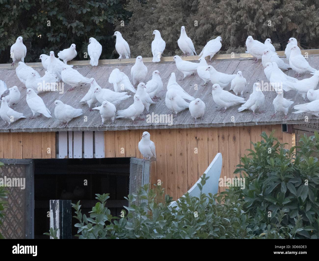A large circle of white pigeons stood on the wooden roof Stock Photo ...
