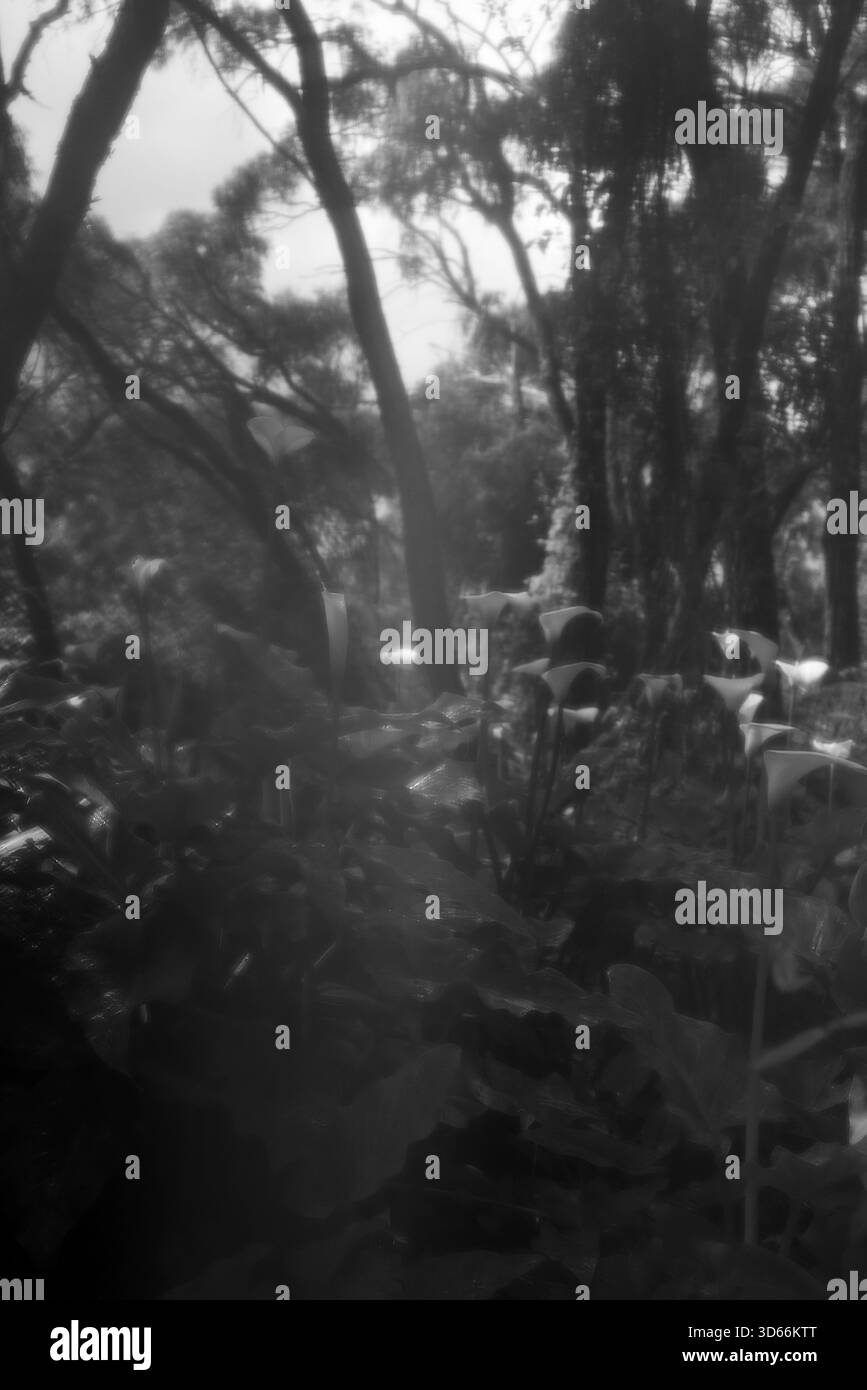 Showcasing works Black and White Stock Photos & Images - Alamy