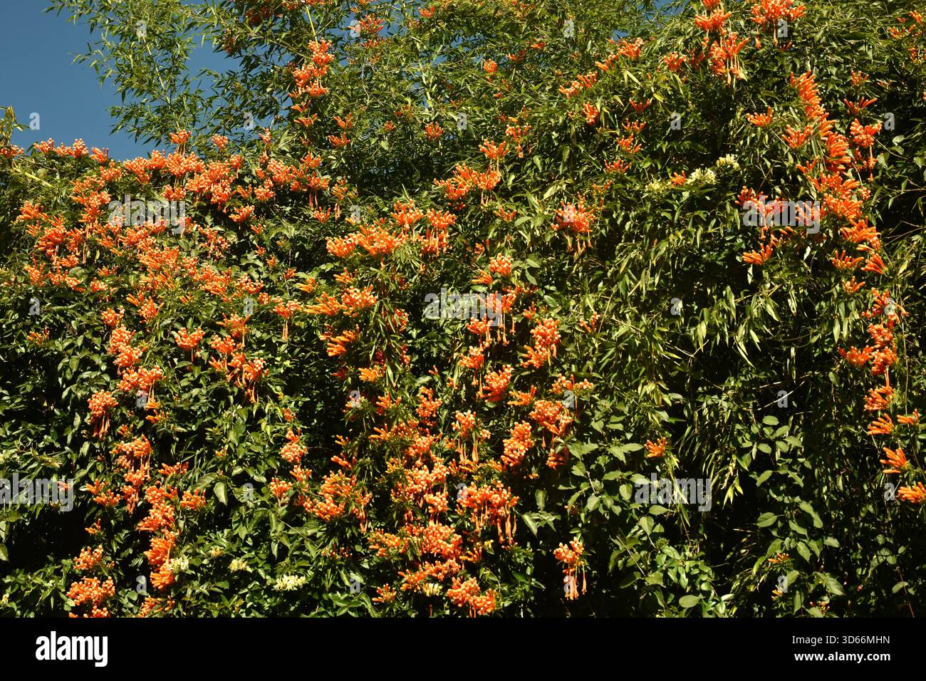 Winter flowers bloom in Changning County, Baoshan City, southwest China ...