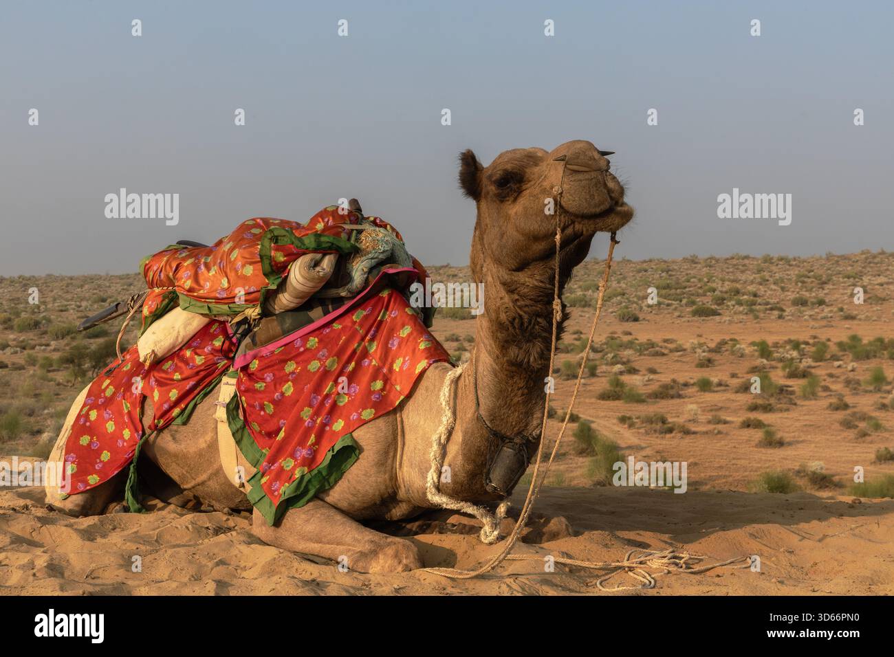 Saddled one-humped camel resting on the sand in the Thar Desert of ...