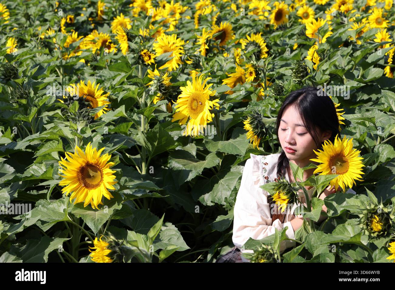 Sunflowers bloom in Suzhou City, east China's Jiangsu Province, 16 ...