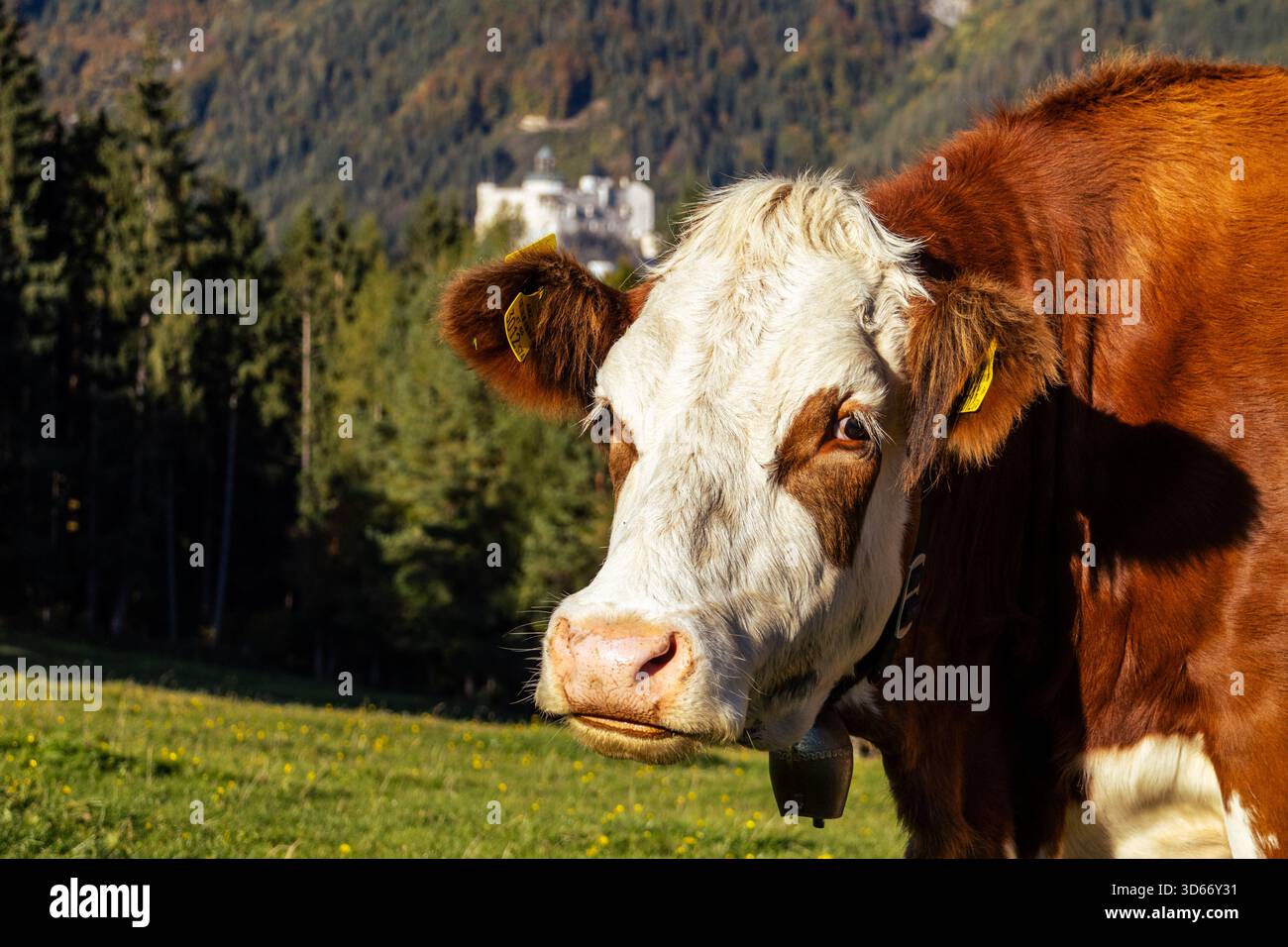 Striking markings highlight hi-res stock photography and images - Alamy