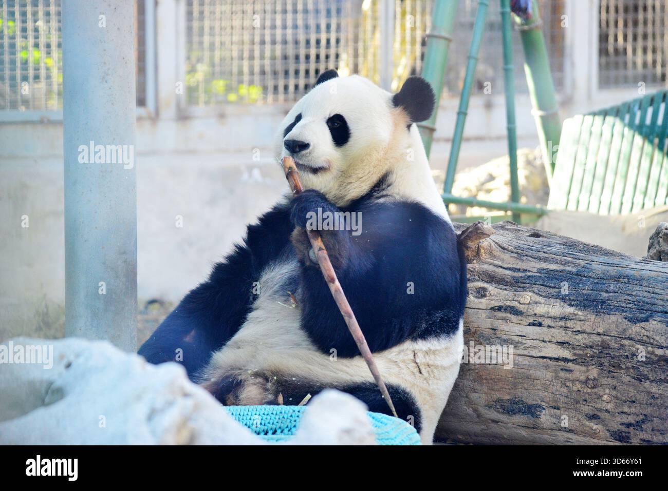 BEIJING, CHINA - NOVEMBER 19, 2025 - Giant panda Menglan sits on the ...
